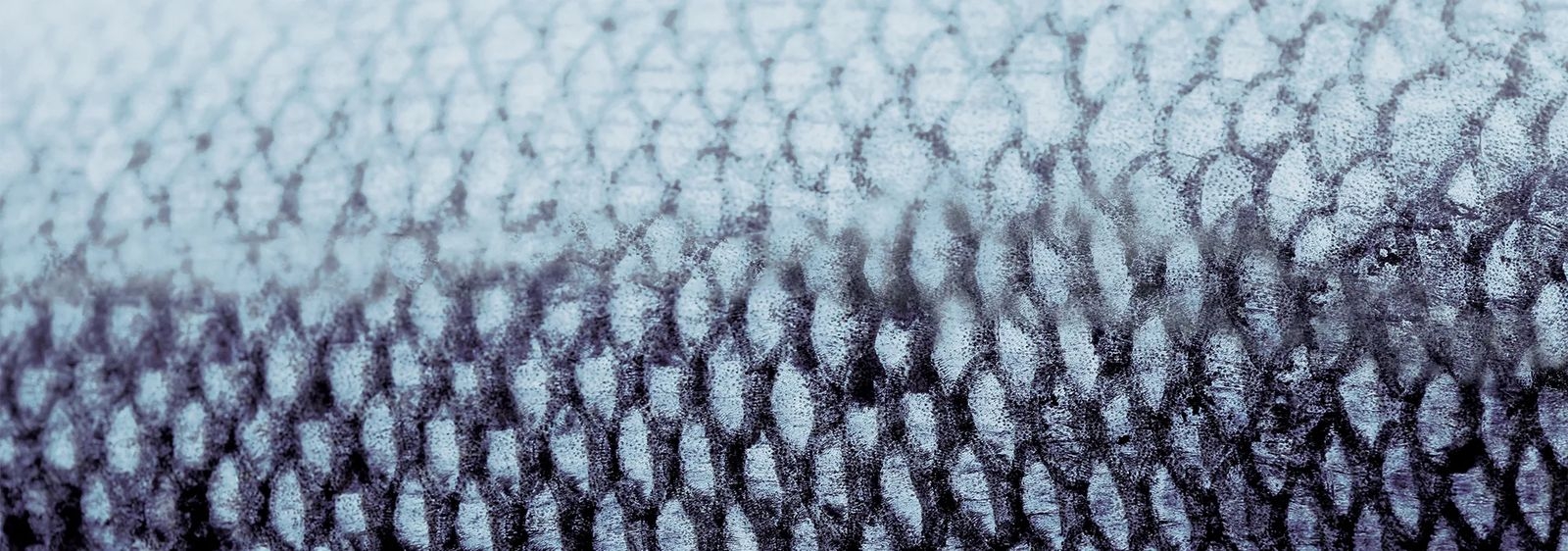 Aquatic | TECTURE（テクチャー）