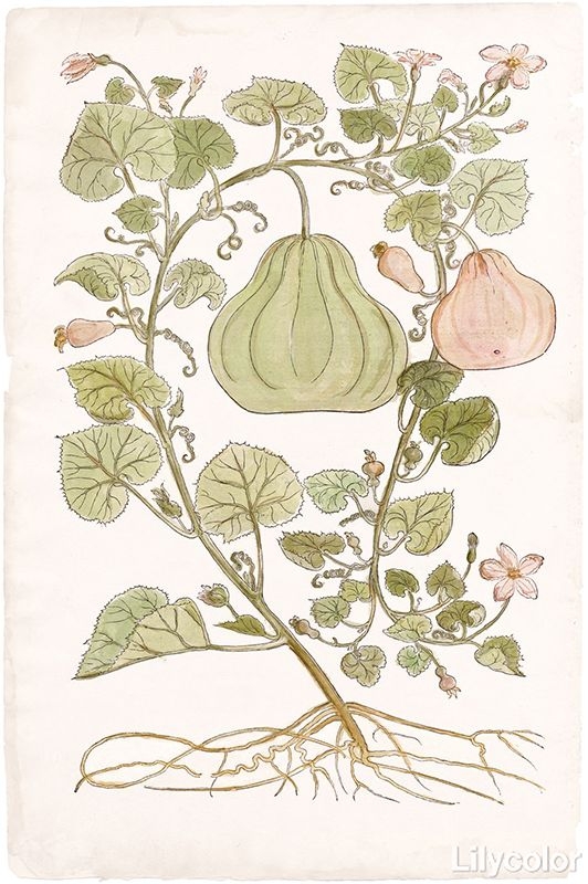 botanical/Cucurbita | TECTURE（テクチャー）