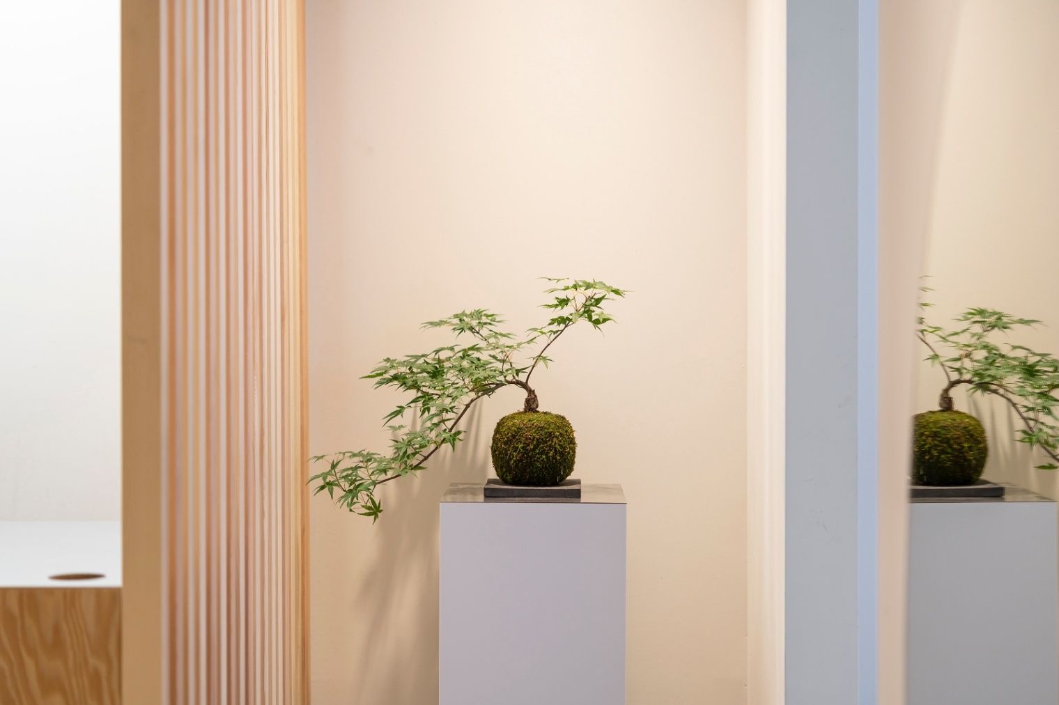 sikina の写真 | TECTURE（テクチャー）